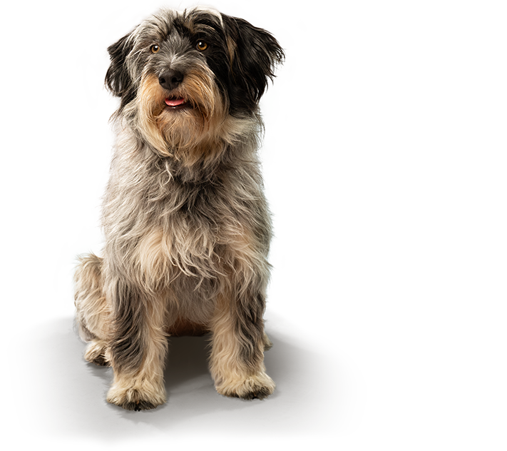 Numelvi Global - numelvi