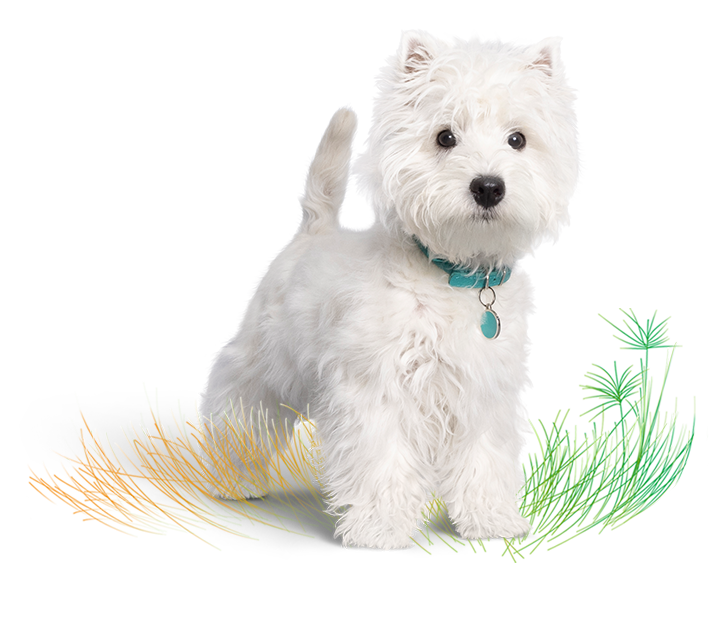 Numelvi Global - numelvi